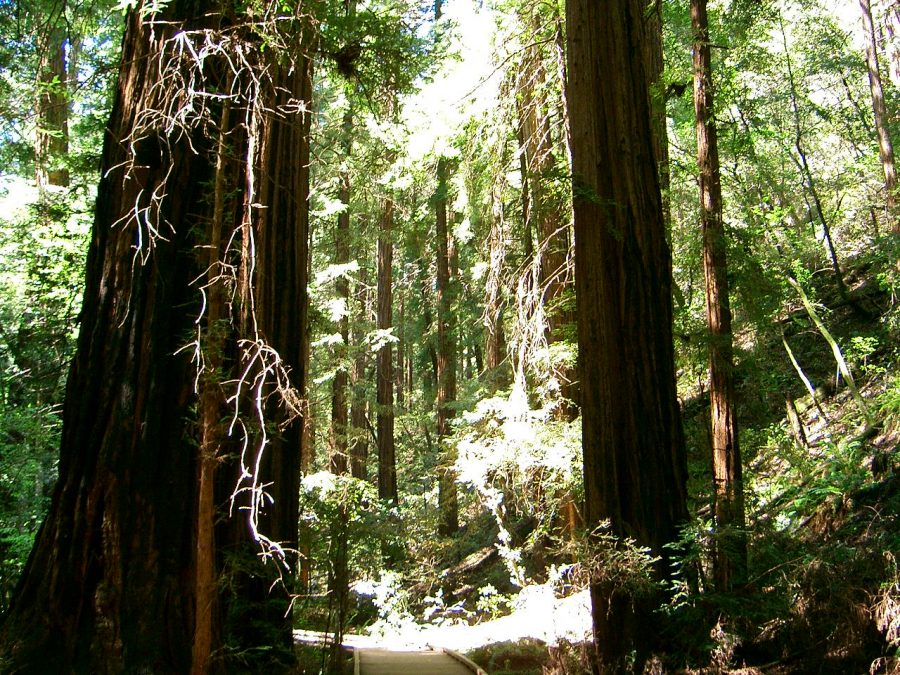 The Social Lives of Trees: Science Reveals How Trees Mysteriously Talk ...