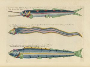 Beautiful & Outlandish Color Illustrations Let Europeans See Exotic ...