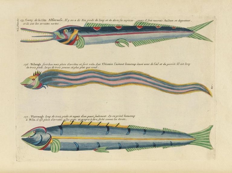 Beautiful & Outlandish Color Illustrations Let Europeans See Exotic ...