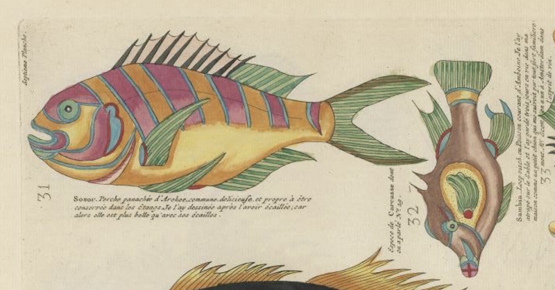 Beautiful & Outlandish Color Illustrations Let Europeans See Exotic ...