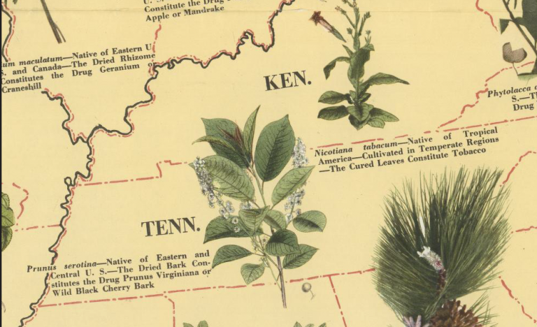 The Illustrated Medicinal Plant Map of the United States of America ...