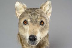 Here's What Ancient Dogs Looked Like: A Forensic Reconstruction of a ...