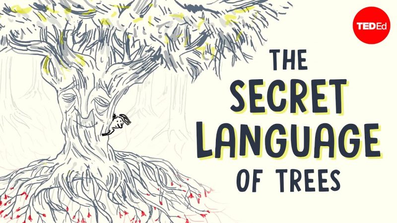 The Secret Language of Trees: A Charming Animated Lesson Explains How ...