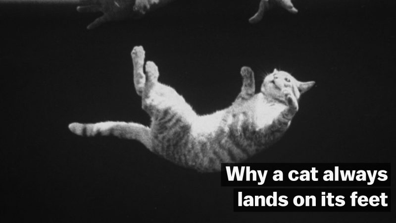Why A Cat Always Lands On Its Feet How A French Scientist Used