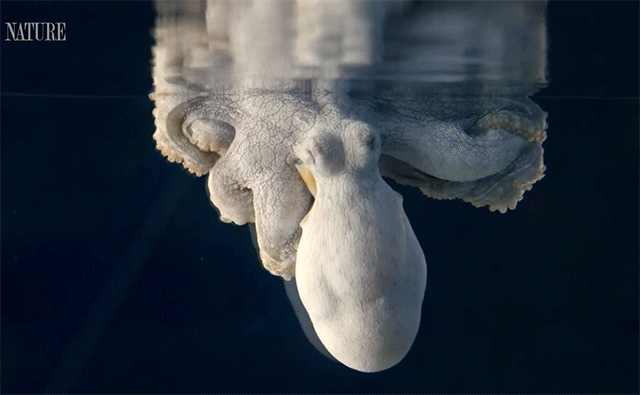 Do Octopi Dream? An Astonishing Nature Documentary Suggests They Do ...