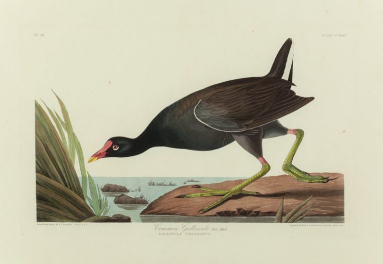 Download 435 High Resolution Images from John J. Audubon's The Birds of ...