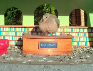 The Bird Library: A Library Built Especially for Our Fine Feathered ...