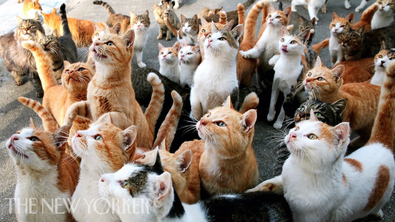 Why Humans Are Obsessed with Cats | Open Culture