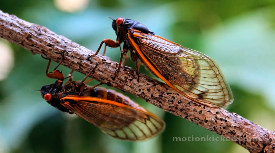 The Cicadas Return After 17 Years: Stunning Footage of the Brood X ...