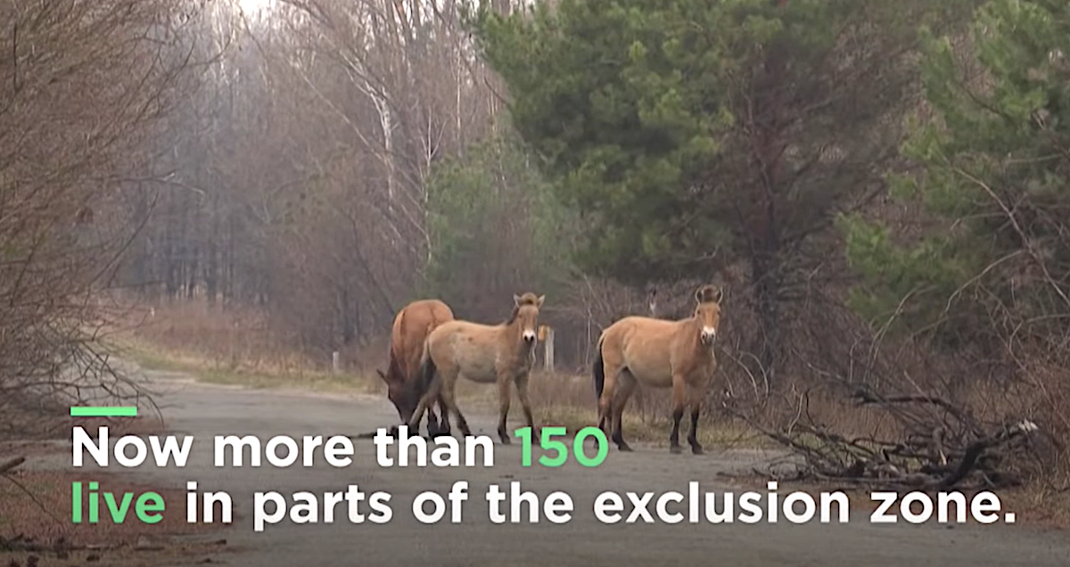 Wildlife Is Now Thriving Again in Chernobyl--Even If Humans Won't for ...