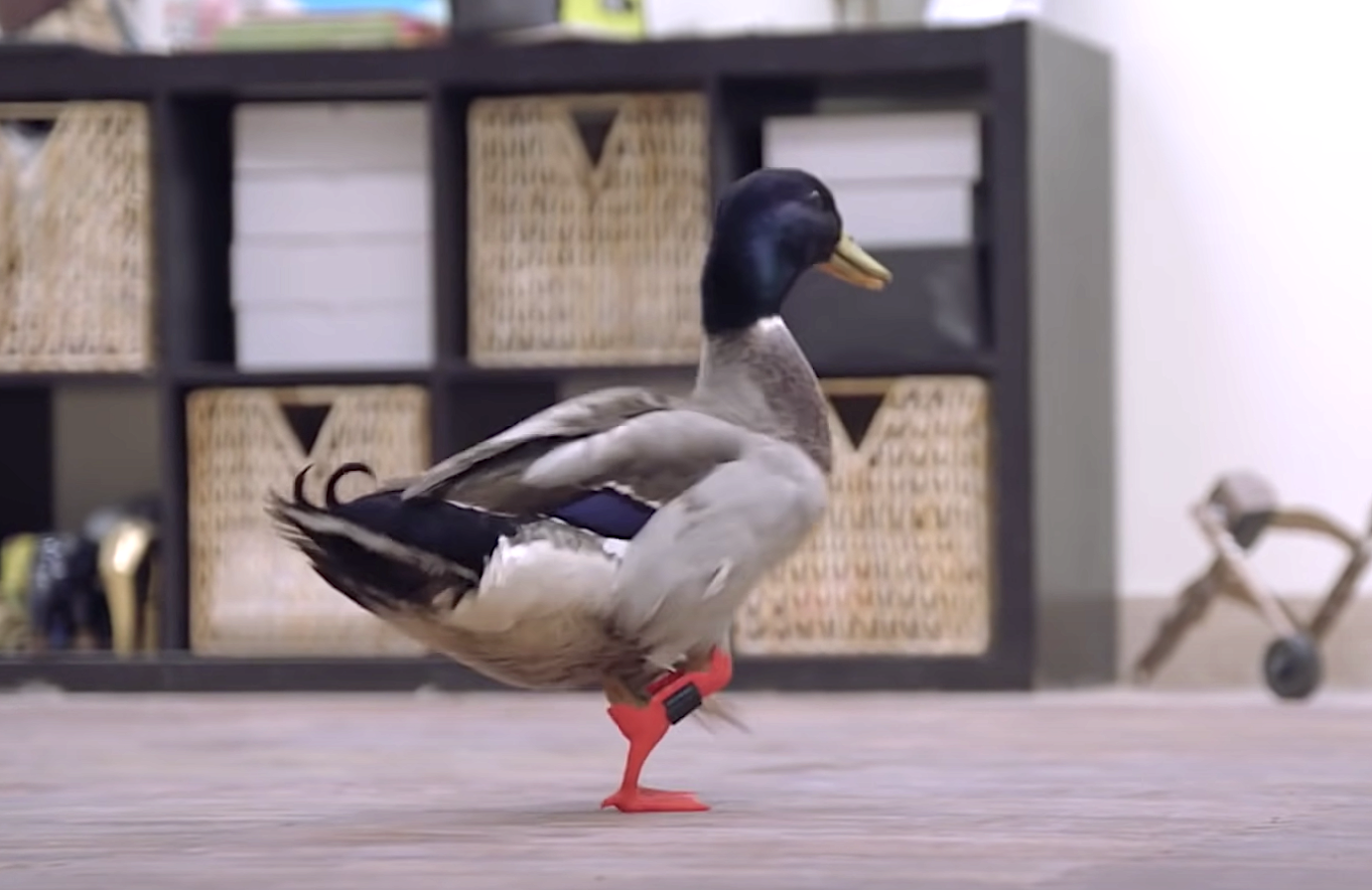 A Duck Gets a Prosthetic Leg & Waddles Along | Open Culture