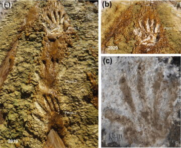 Archaeologists Discover 200,000-Year-Old Hand & Footprints That Could ...
