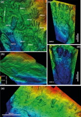 Archaeologists Discover 200,000-Year-Old Hand & Footprints That Could ...