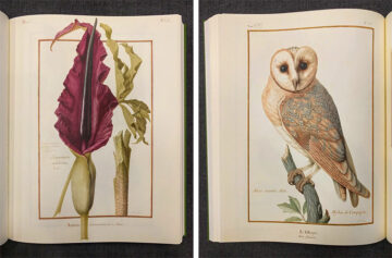 Albertus Seba's Cabinet of Natural Curiosities: Discover One of the ...