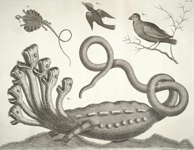 Albertus Seba's Cabinet of Natural Curiosities: Discover One of the ...