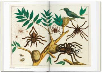 Albertus Seba's Cabinet of Natural Curiosities: Discover One of the ...