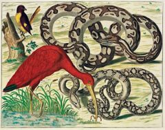 Albertus Seba's Cabinet of Natural Curiosities: Discover One of the ...