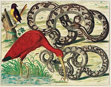 Albertus Seba's Cabinet of Natural Curiosities: Discover One of the ...