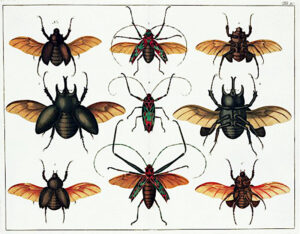 Albertus Seba's Cabinet of Natural Curiosities: Discover One of the ...