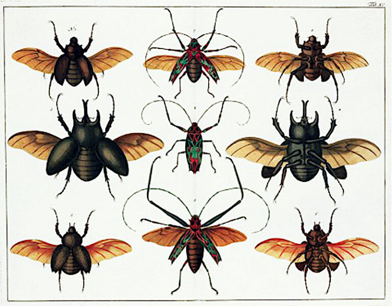 Albertus Seba's Cabinet of Natural Curiosities: Discover One of the ...