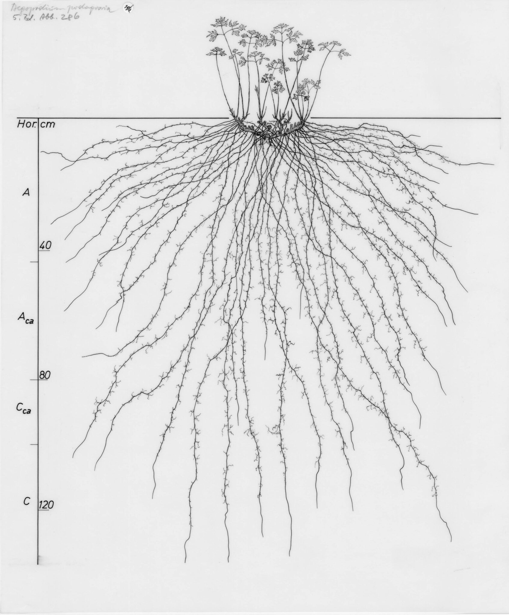 1,100 Delicate Drawings of Root Systems Reveals the Hidden World of Plants