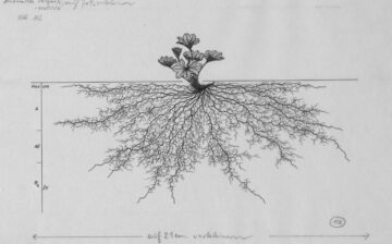 1,100 Delicate Drawings of Root Systems Reveals the Hidden World of ...