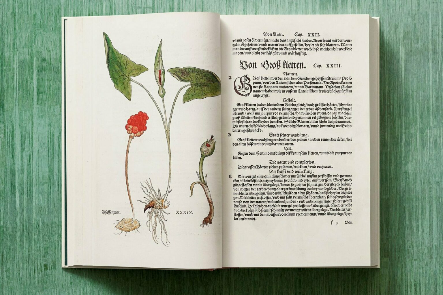 The New Herbal: A Masterpiece of Renaissance Botanical Illustrations ...