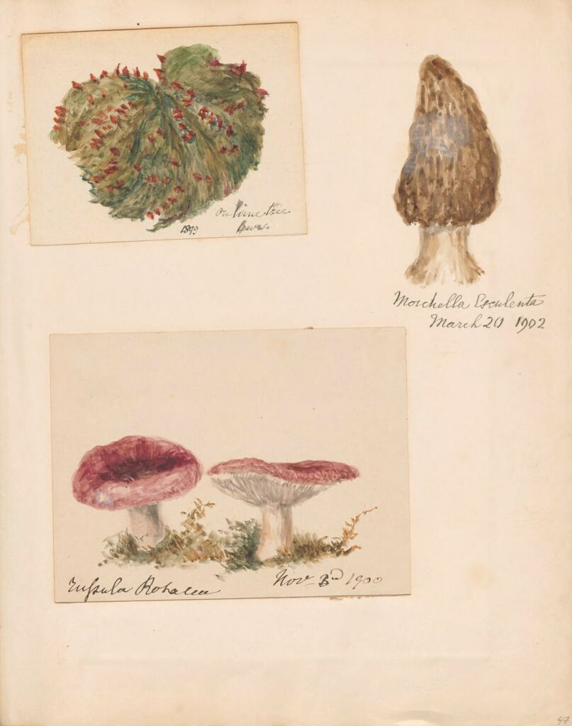 A Stunning, Hand-Illustrated Book of Mushrooms Drawn by an Overlooked ...