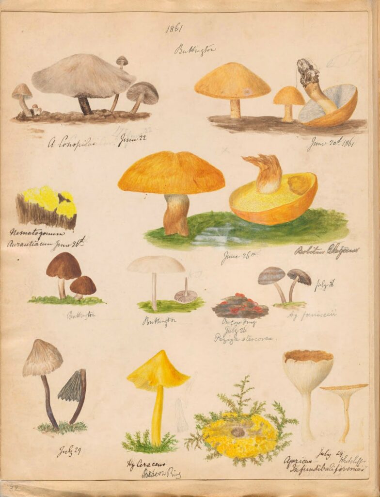 A Stunning, Hand-Illustrated Book of Mushrooms Drawn by an Overlooked ...