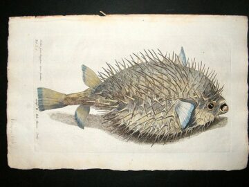 How a Lavish 17th-Century Study of Fish Almost Prevented the ...