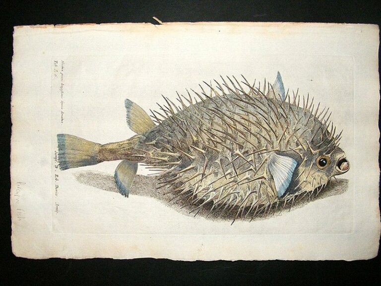 How a Lavish 17th-Century Study of Fish Almost Prevented the ...