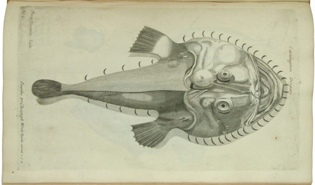 How a Lavish 17th-Century Study of Fish Almost Prevented the ...