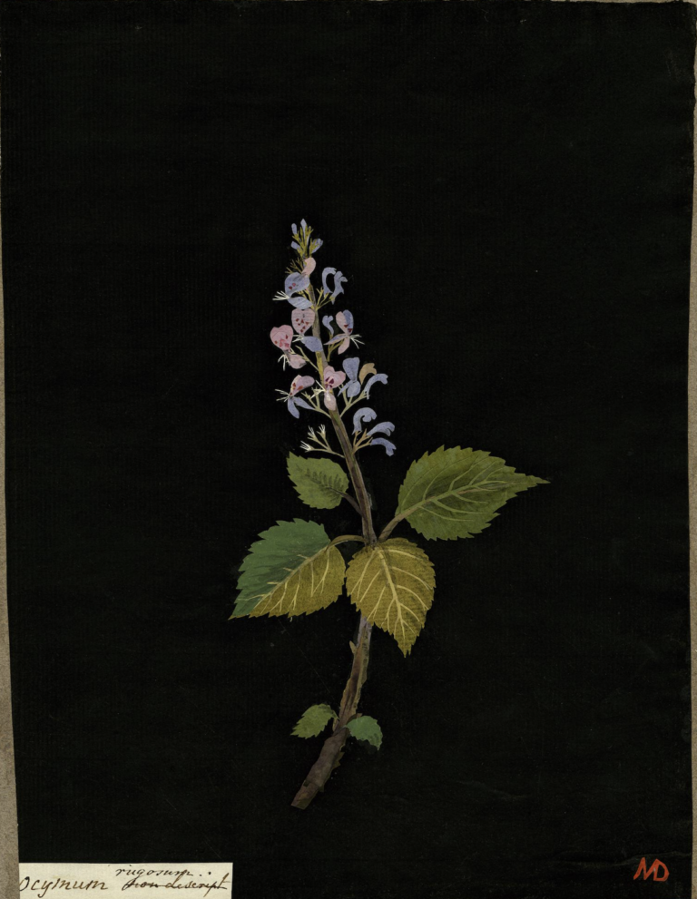 Behold 900+ Magnificent Botanical Collages Created by a 72-Year-Old ...