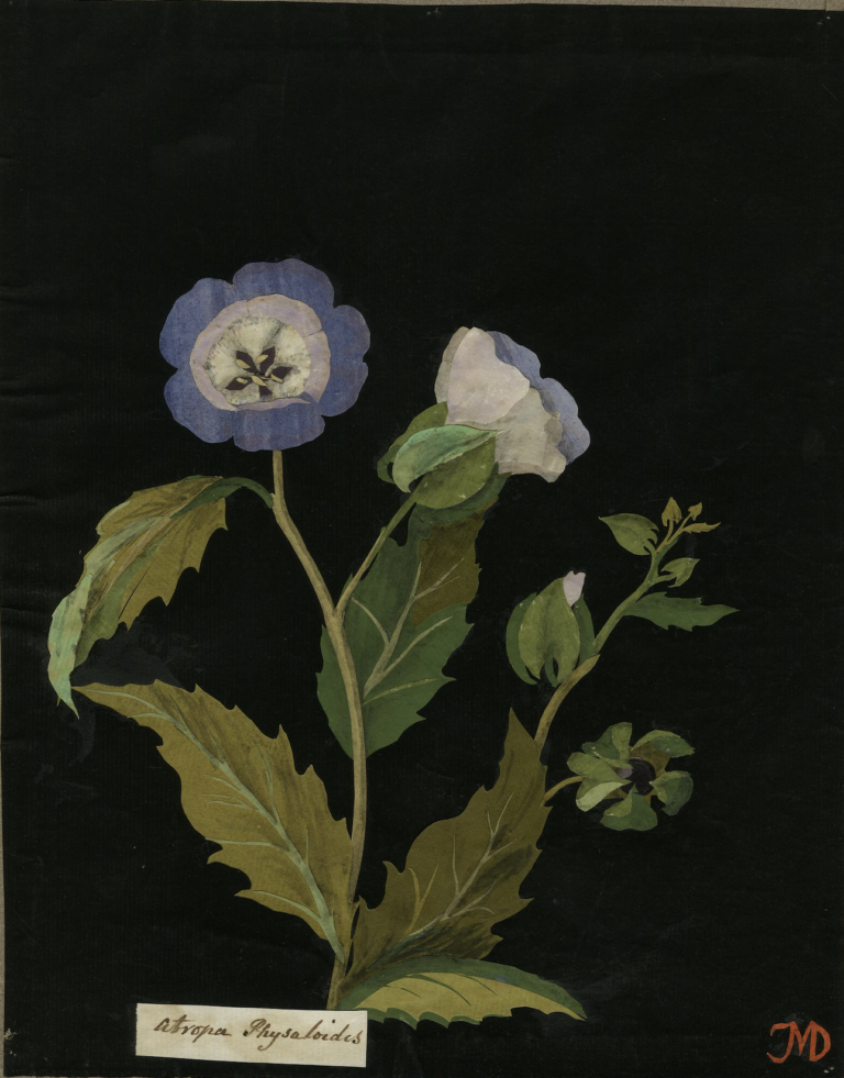 Behold 900+ Magnificent Botanical Collages Created by a 72-Year-Old ...