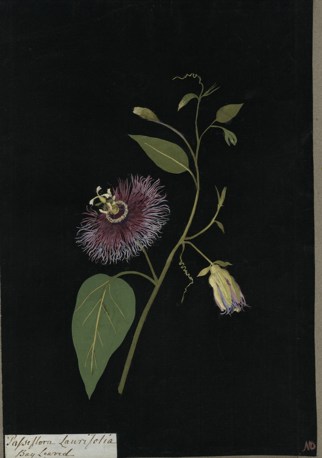 Behold 900+ Magnificent Botanical Collages Created by a 72-Year-Old ...