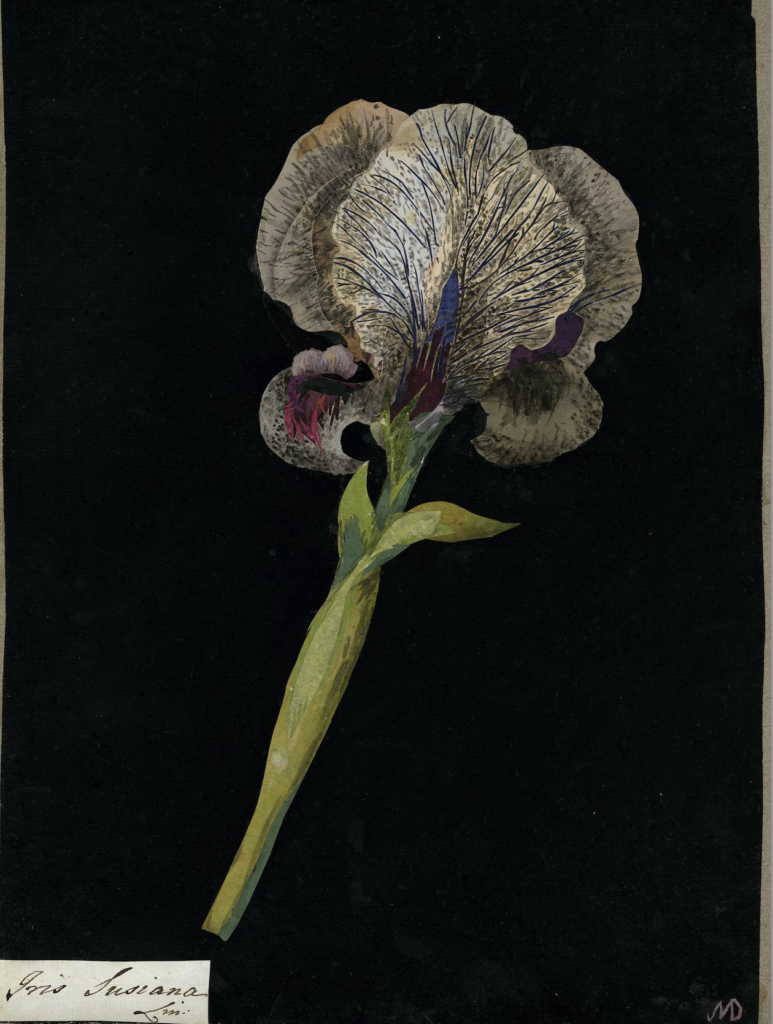 Behold 900+ Magnificent Botanical Collages Created by a 72-Year-Old ...