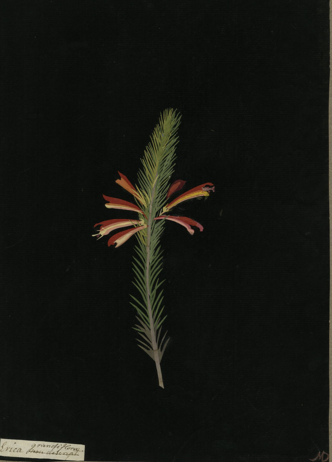 Behold 900+ Magnificent Botanical Collages Created by a 72-Year-Old ...