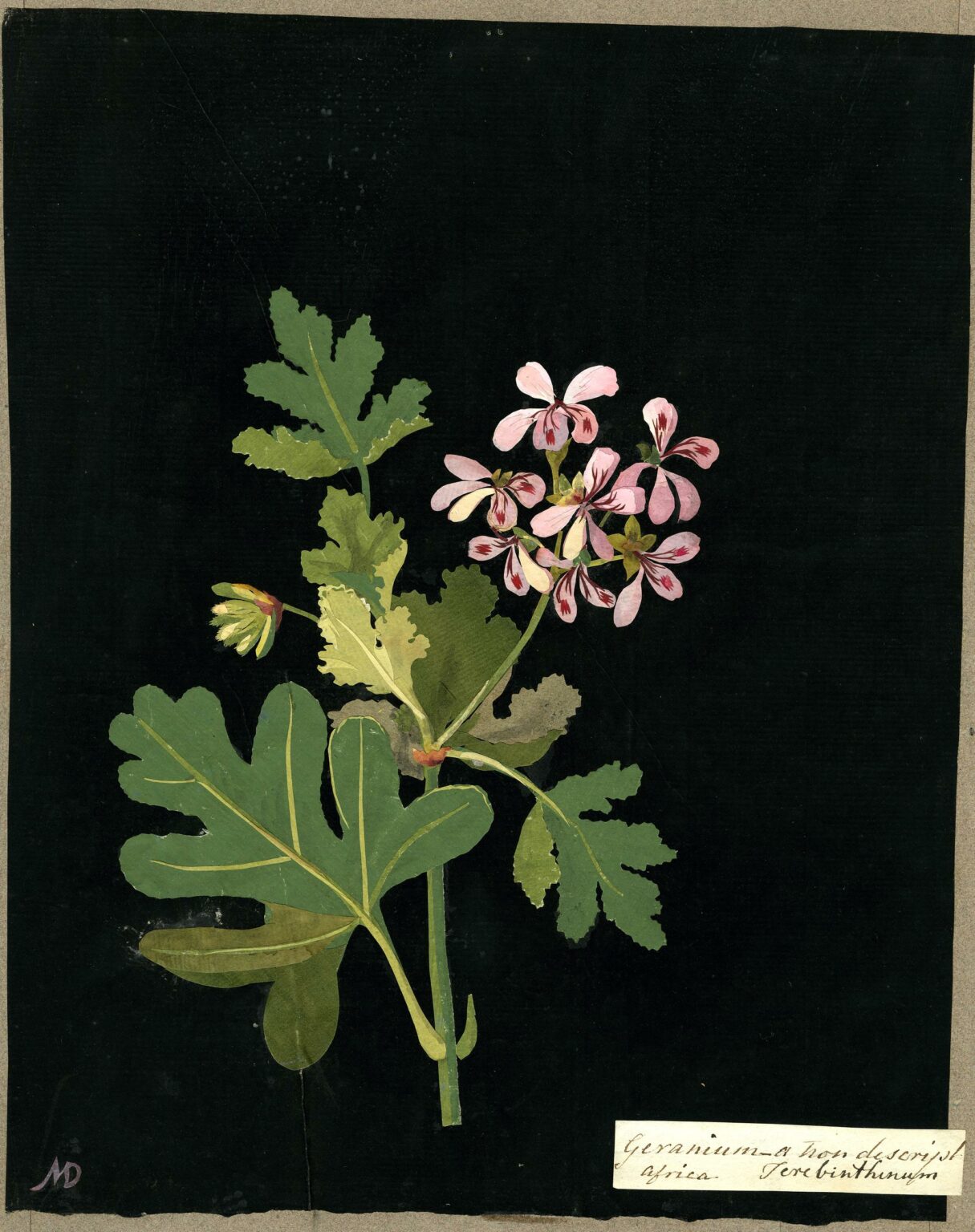 Behold 900+ Magnificent Botanical Collages Created by a 72-Year-Old ...