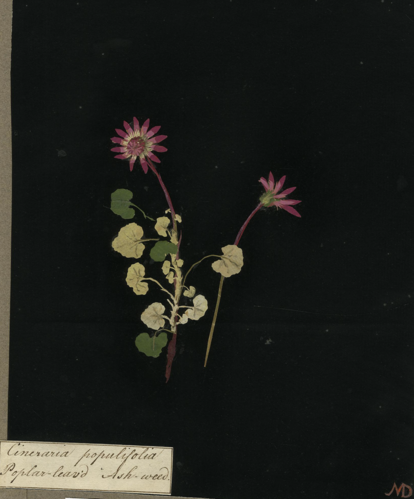 Behold 900+ Magnificent Botanical Collages Created by a 72-Year-Old ...