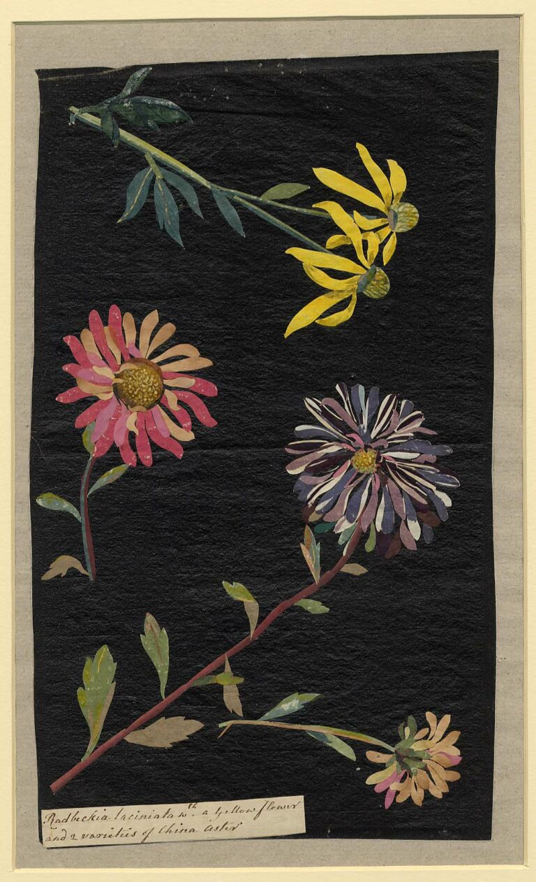 Behold 900+ Magnificent Botanical Collages Created by a 72-Year-Old ...