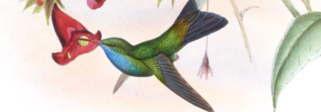 A Lavishly Illustrated Catalog of All Hummingbird Species Known in the ...