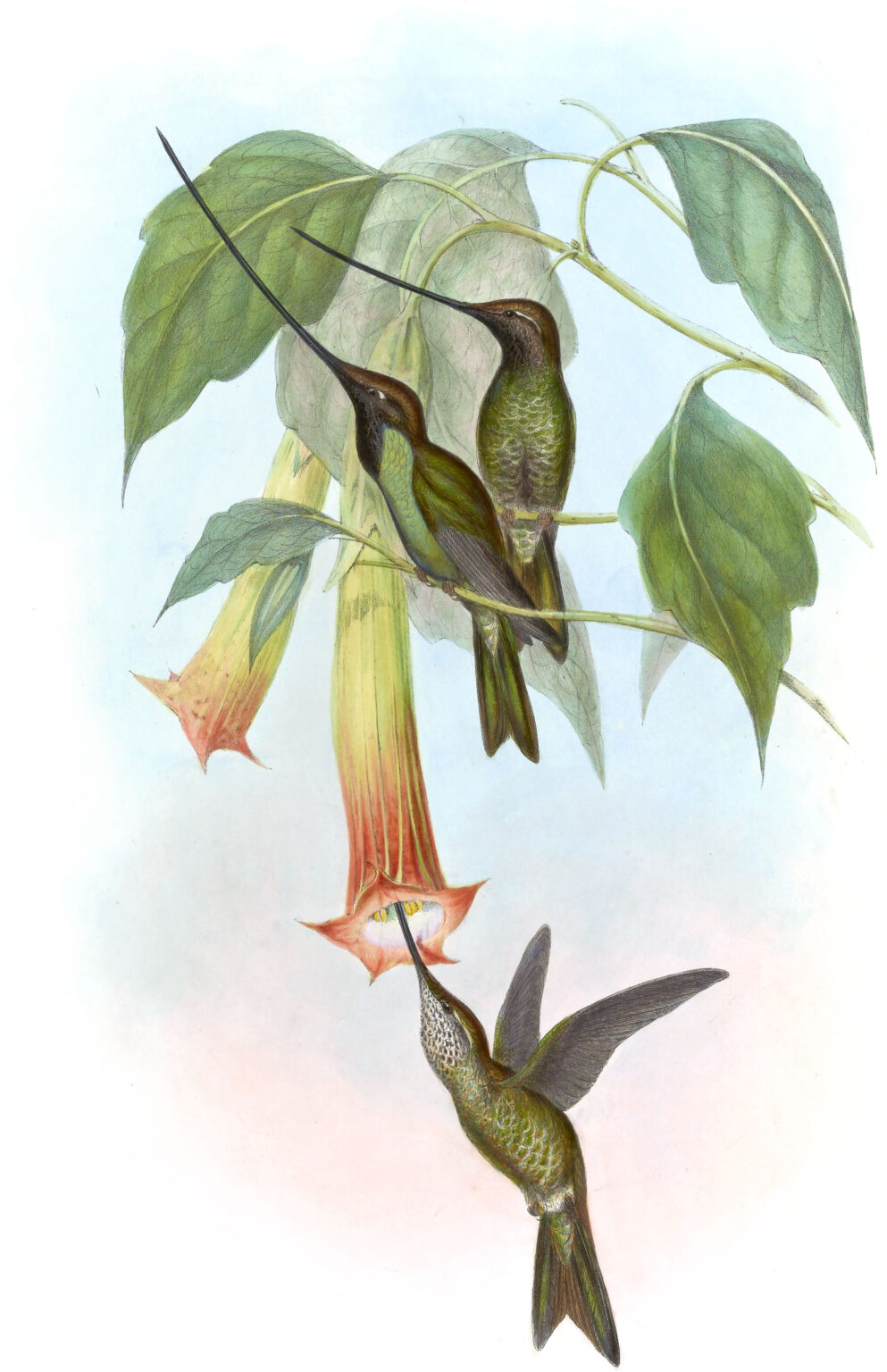 A Lavishly Illustrated Catalog of All Hummingbird Species Known in the ...
