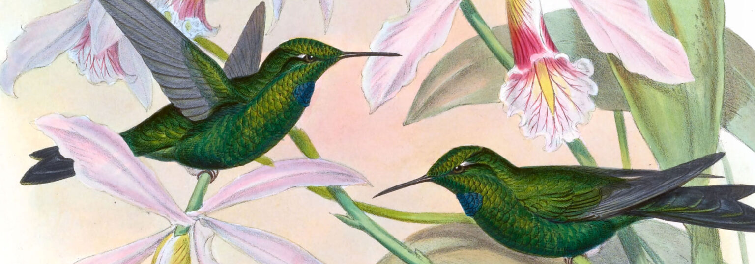 A Lavishly Illustrated Catalog of All Hummingbird Species Known in the ...