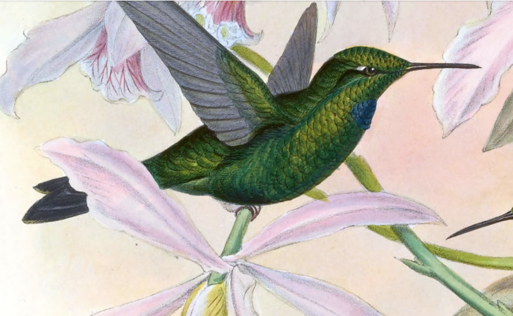 A Lavishly Illustrated Catalog of All Hummingbird Species Known in the ...