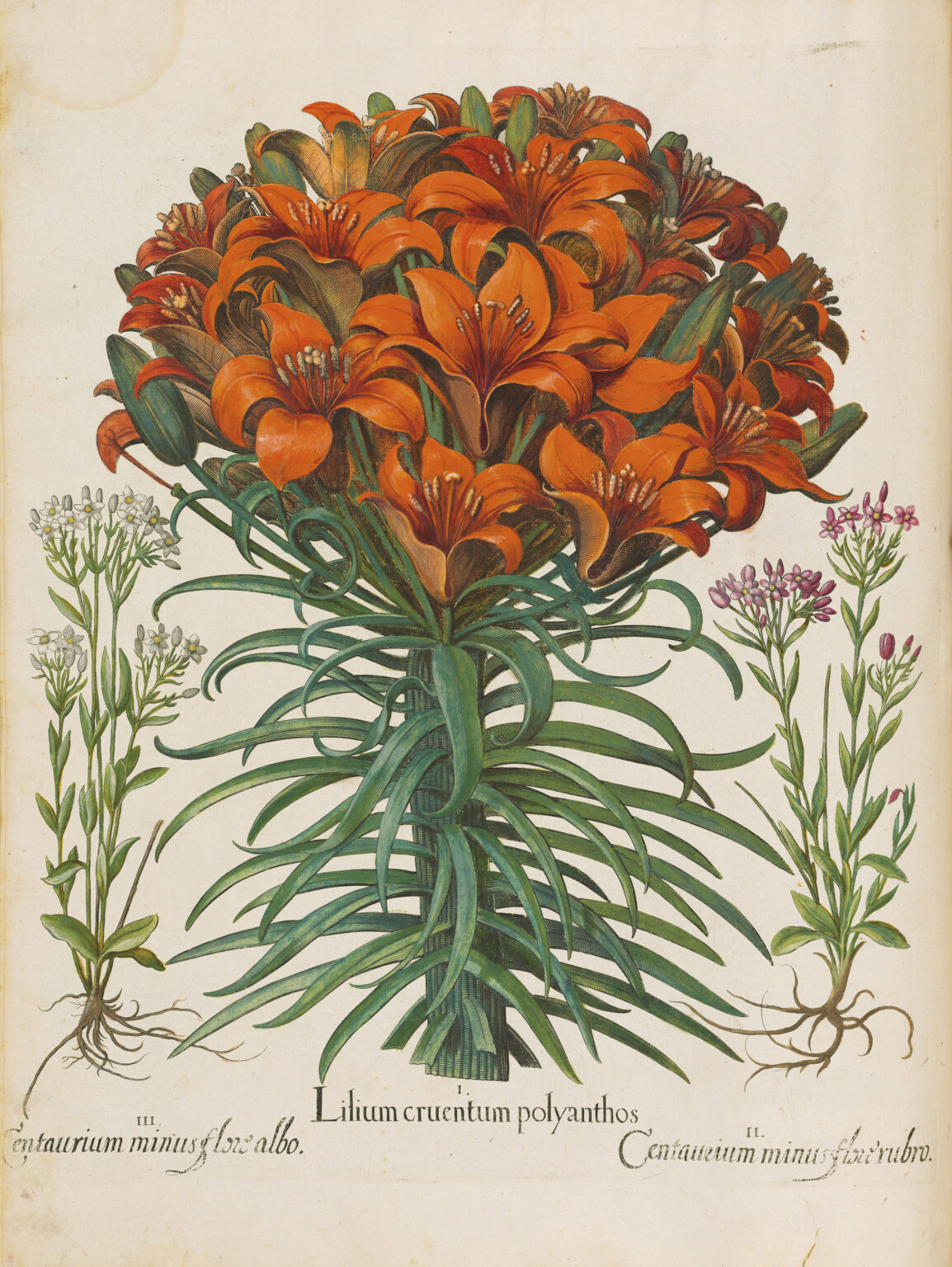 Hortus Eystettensis: The Beautifully Illustrated Book of Plants That ...