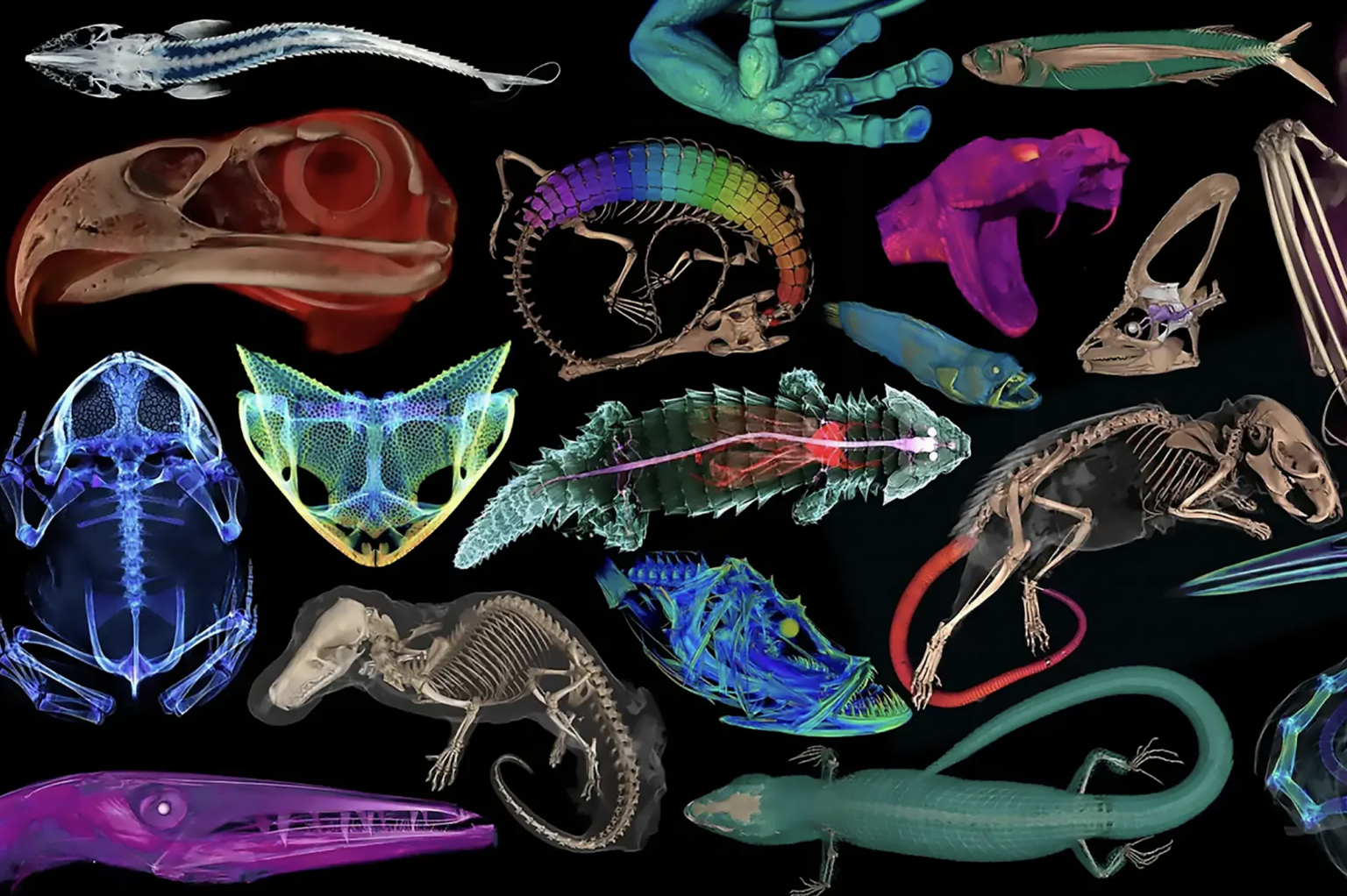 OpenVertebrate Presents a Massive Database of 13,000 3D Scans of ...