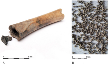 The Romans Stashed Hallucinogenic Seeds in a Vial Made From an Animal ...