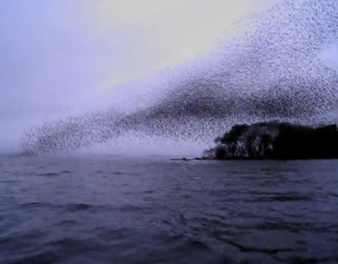 A Stunning, Chance Encounter With Nature | Open Culture