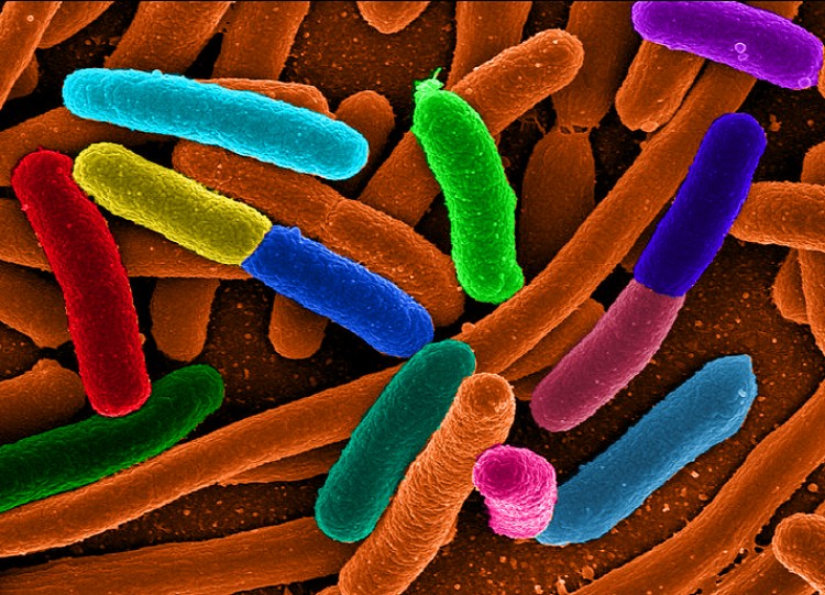 The Seven Wonders of the Microbe World | Open Culture