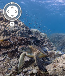 Reef View: Google Gives Us Stunning Underwater Shots of Great Coral ...